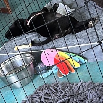 AHIMSA DOG TRAINING - Updated January 2026 - 57 Photos & 212 Reviews ...