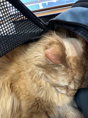 THE REGIONAL VETERINARY REFERRAL CENTER - Updated December 2025 - 28 ...