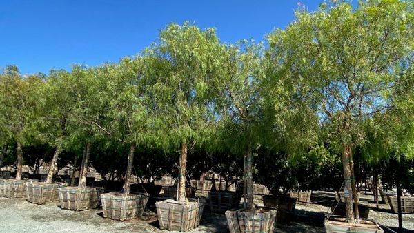 MOON VALLEY NURSERIES - 42 Photos & 12 Reviews - 7021 Lone Tree Wy ...