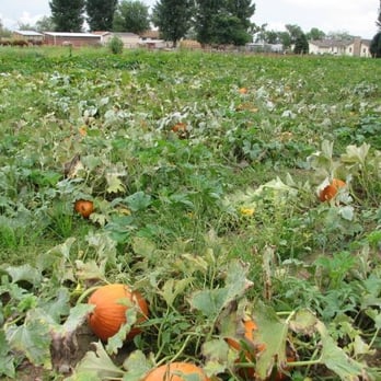 MOON FARM - Updated July 2025 - 31 Photos - 1360 18 1/2 Rd, Fruita ...