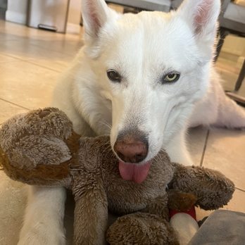 STEVENS ANIMAL HOSPITAL - Updated December 2025 - 35 Photos & 64 ...