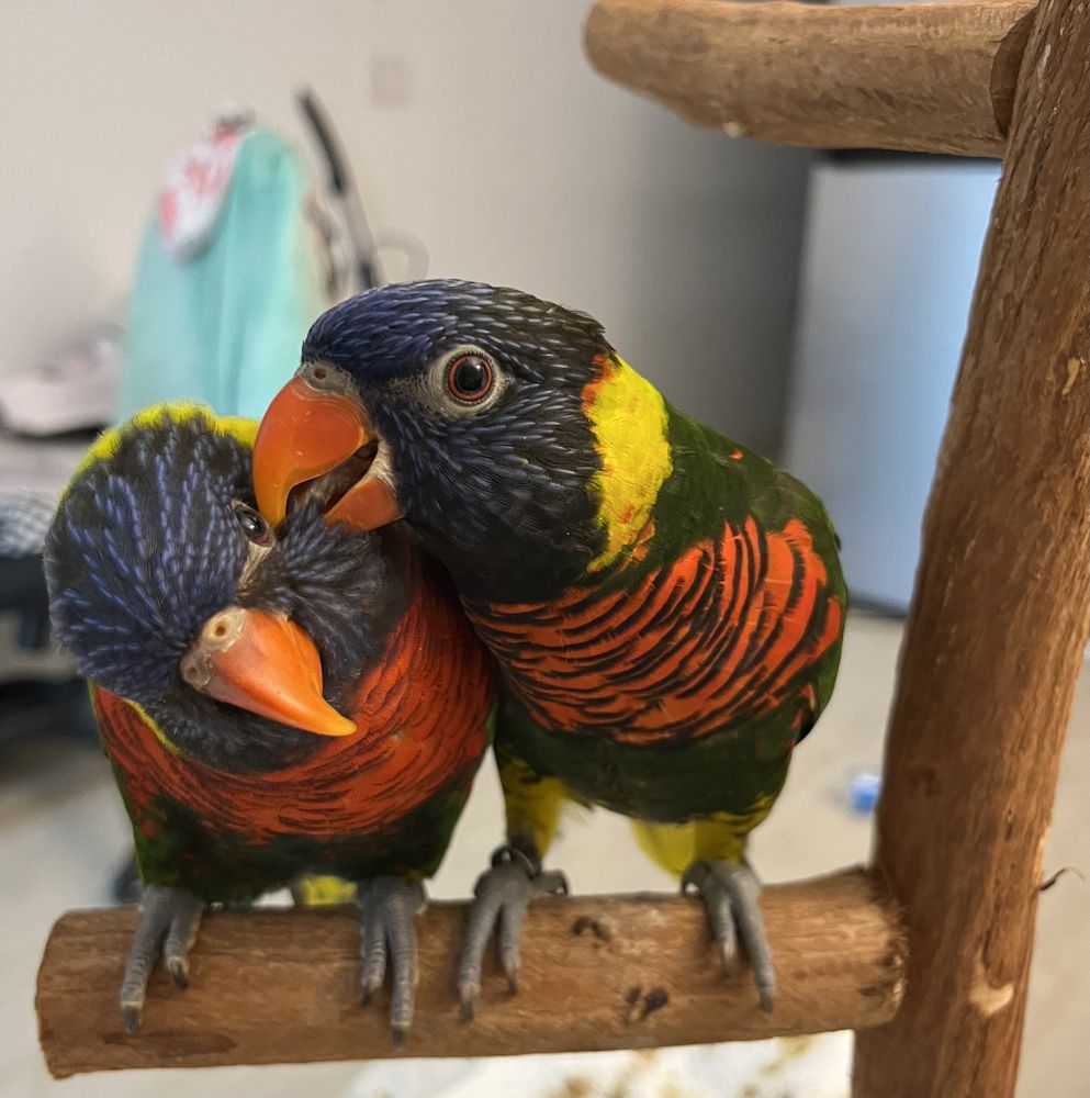 THE URBAN ZOO - Updated March 2025 - 22 Photos - 620 Upper James Street ...