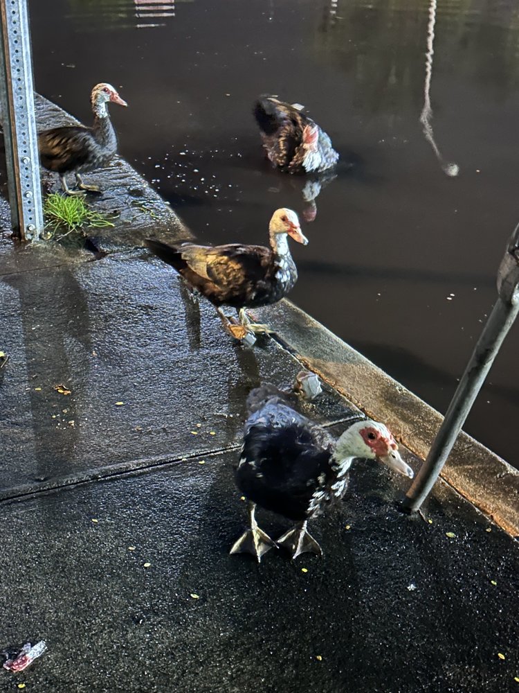 FLAGAMI DUCKS - Updated February 2025 - 800 NW 43rd Ave, Miami, Florida ...