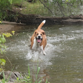 FOX RIVER BLUFF DOG PARK - Updated October 2025 - 31 Photos & 11 ...