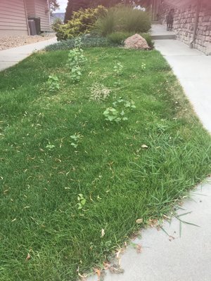 SENSKE LAWN CARE SERVICES - BROOMFIELD - Updated February 2026 - 21 ...