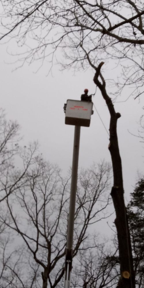 AUGUSTA TREE AND LAWN - Updated July 2025 - 11 Photos - Stuarts Draft ...