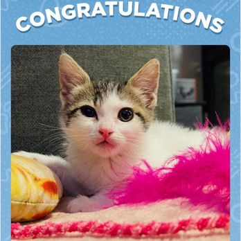 AMAZING SMALL ANIMAL PRACTICE - Updated August 2025 - 78 Photos & 158 ...