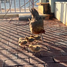 SUNSET PIER - Updated July 2025 - 857 Photos & 508 Reviews - 0 Duval St ...