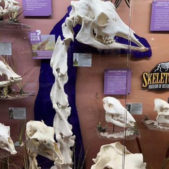SKELETONS MUSEUM OF OSTEOLOGY - Updated October 2025 - 552 Photos & 165 ...