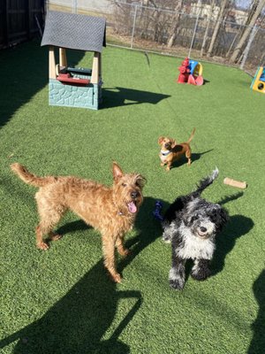 CANINE COVE PET RESORT - Updated July 2025 - 19 Photos - Youngstown ...