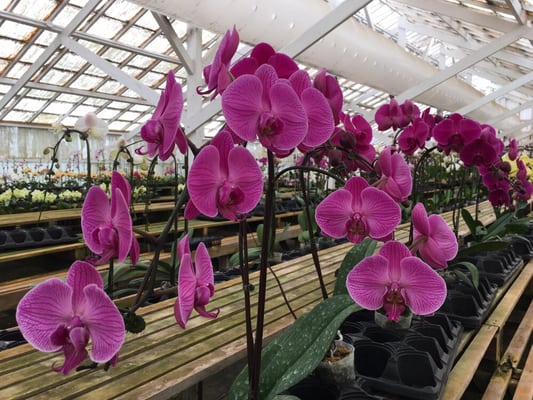 ZUMA CANYON ORCHIDS - Updated August 2025 - 16 Reviews - 5949 Bonsall ...
