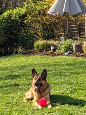 JACK’S DOG FARM - Updated May 2024 - 25 Photos & 26 Reviews - 6370 ...