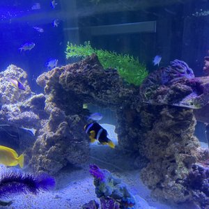 AQUARIUM & SHARK LAB BY TEAM ECCO - 42 Photos & 18 Reviews - 511 N Main ...