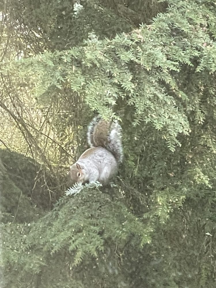 SQUIRREL TREE RESORT - Updated January 2025 - 59 Photos & 100 Reviews ...