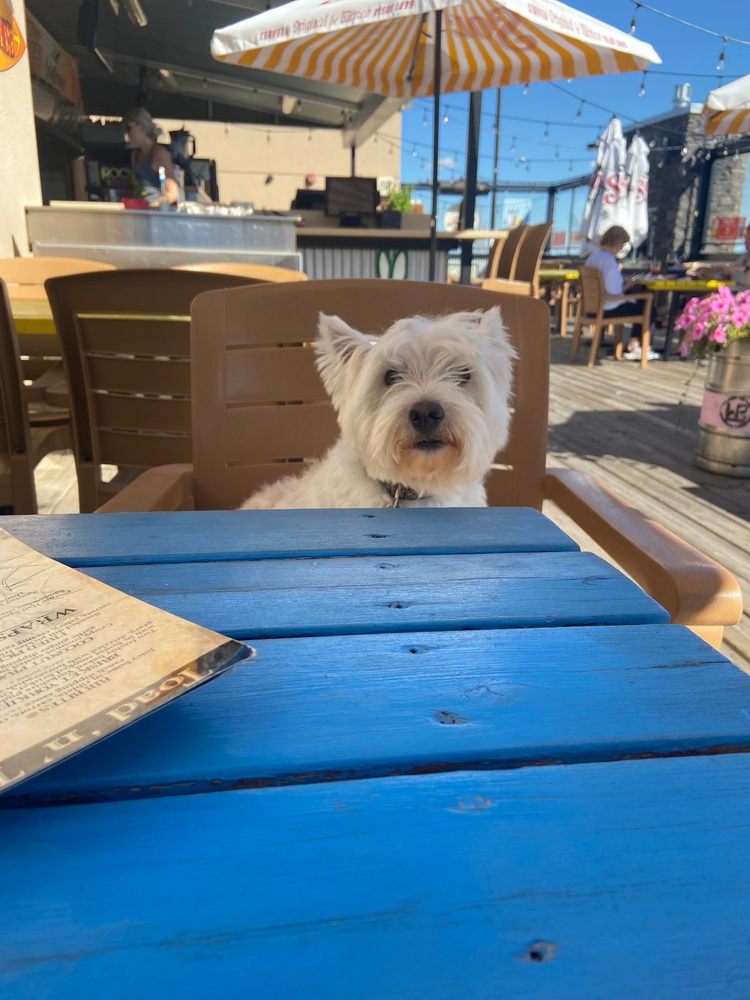 TOAD N TURTLE PUBHOUSE & GRILL - Updated May 2024 - 37 Photos & 28 ...