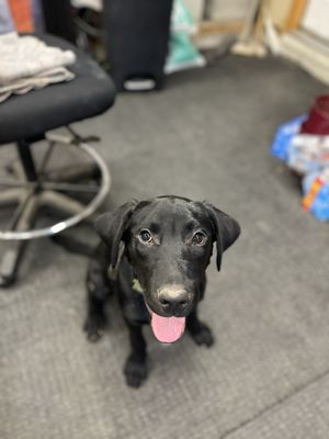 IDAHO HUMANE SOCIETY - Updated December 2025 - 27 Photos & 28 Reviews ...