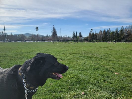 NEWHALL COMMUNITY PARK - 208 Photos & 93 Reviews - Turtle Creek Rd ...