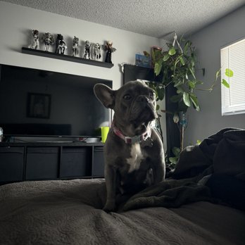 DIRK BUTCHKO PRO VET - Updated December 2025 - 165 Photos & 369 Reviews ...