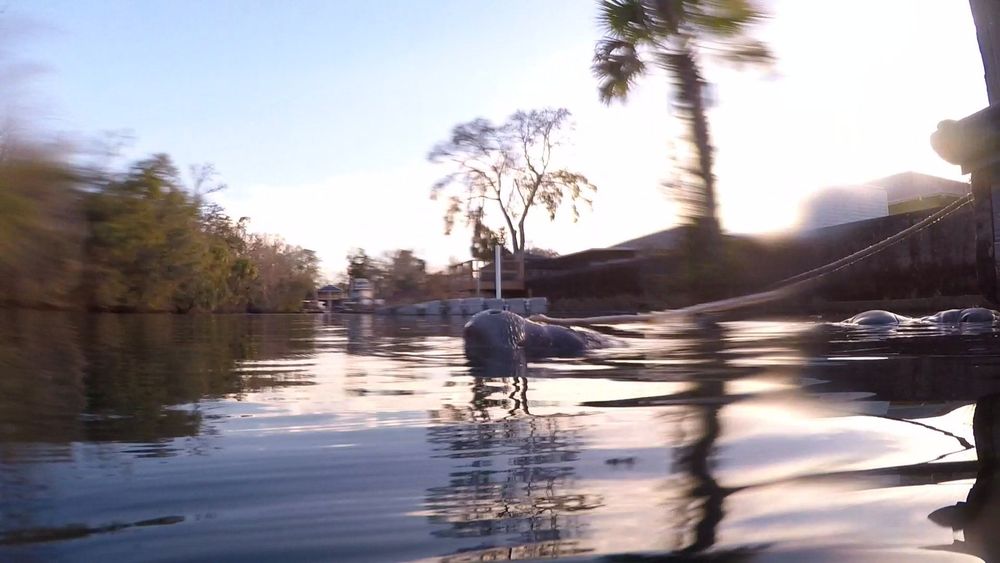 GO LOCAL MANATEE TOURS - Updated January 2026 - 49 Photos & 25 Reviews ...