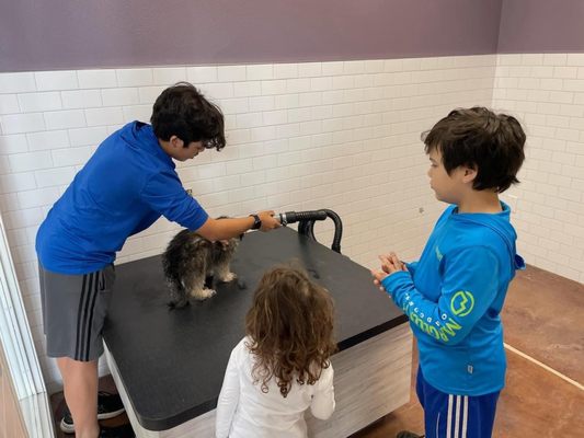 BUBBLY PAWS - KELLER - Updated October 2025 - 48 Photos & 32 Reviews ...