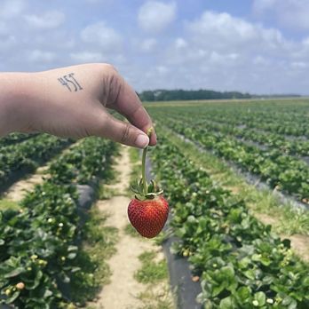 CULLIPHER FARM - Updated July 2025 - 370 Photos & 59 Reviews - 772 ...