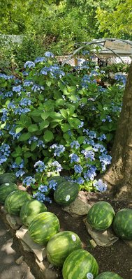 SAMAHA’S COUNTRY FARM MARKET - Updated December 2025 - 52 Photos & 38 ...