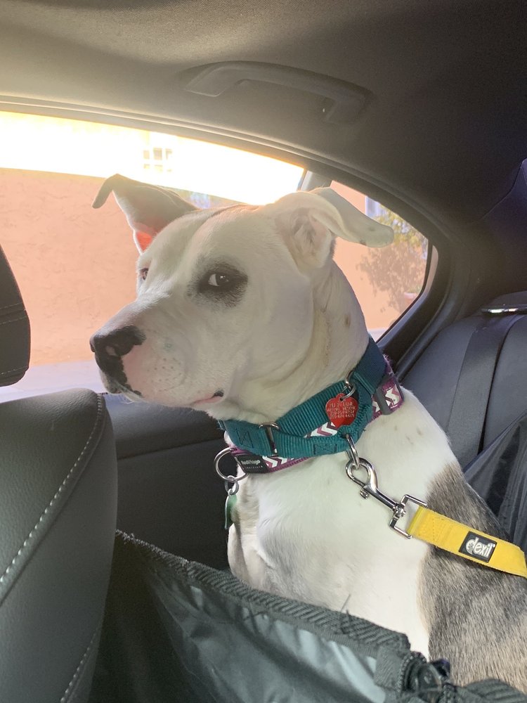 MUCH LOVE ANIMAL RESCUE - Updated January 2026 - 44 Photos & 38 Reviews ...