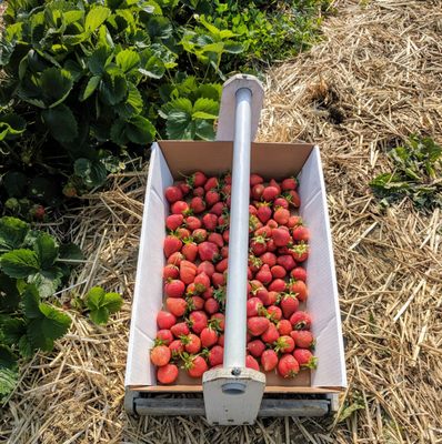 STOKES BERRY FARM - Updated August 2025 - 15 Photos - 2822 Center Rd ...