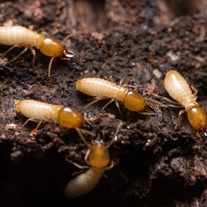 PACIFIC COAST TERMITE - Updated December 2025 - 61 Photos & 446 Reviews ...
