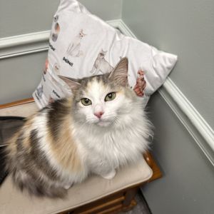 THREE CHOPT ANIMAL CLINIC - Updated September 2025 - 24 Reviews - 9912 ...