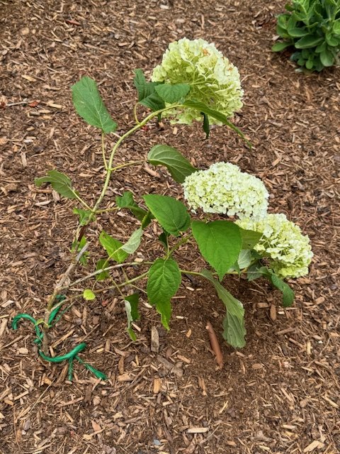 HAMILTON TREE AND LANDSCAPE - Updated January 2026 - 216 Woods Hole Rd ...