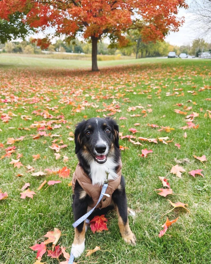 POSH PUPPIES INDIANA - Warsaw, Indiana - Pet Breeders - Phone Number - Yelp