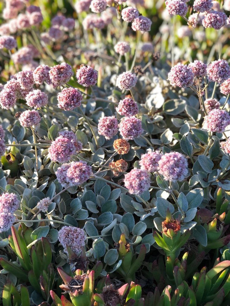 LOCKE PADDON WETLANDS PARK - Updated June 2025 - 37 Photos - 188 Seaside Cir, Marina, California ...