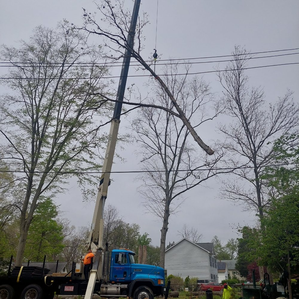 EXPRESS TREE SERVICE - 66 Photos & 12 Reviews - Tree Services - 211 ...