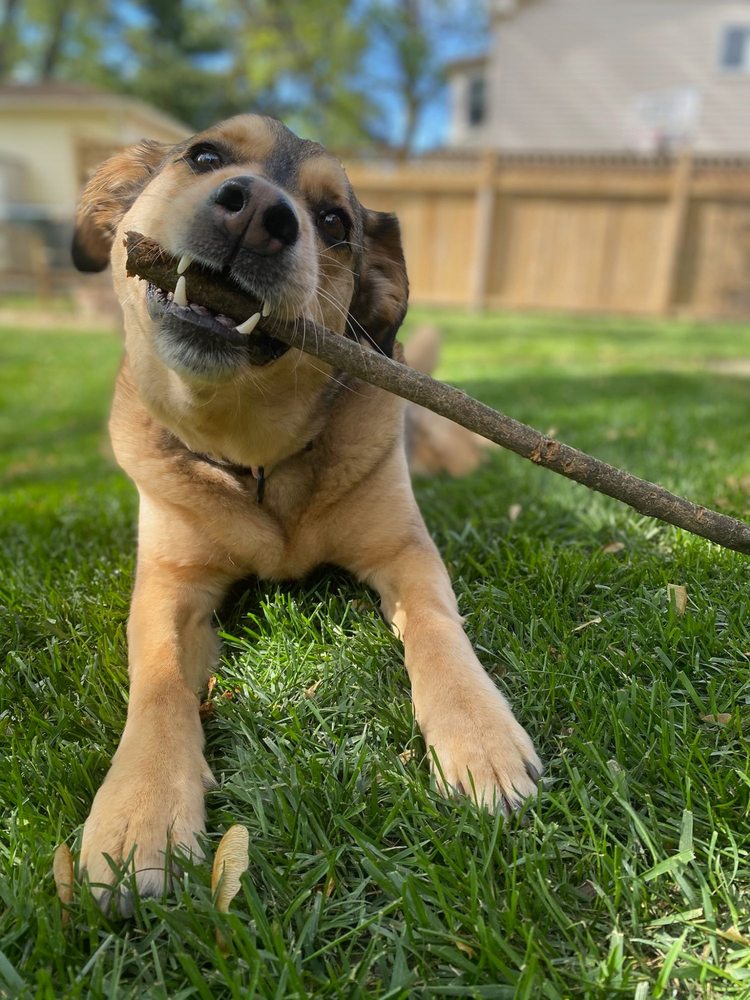 HARPER ANIMAL HOSPITAL - Updated October 2025 - 18 Photos & 55 Reviews ...