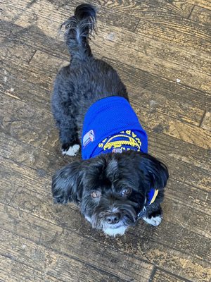 THE DOG BARBER - 147 Photos & 216 Reviews - 1903 Market St, San ...