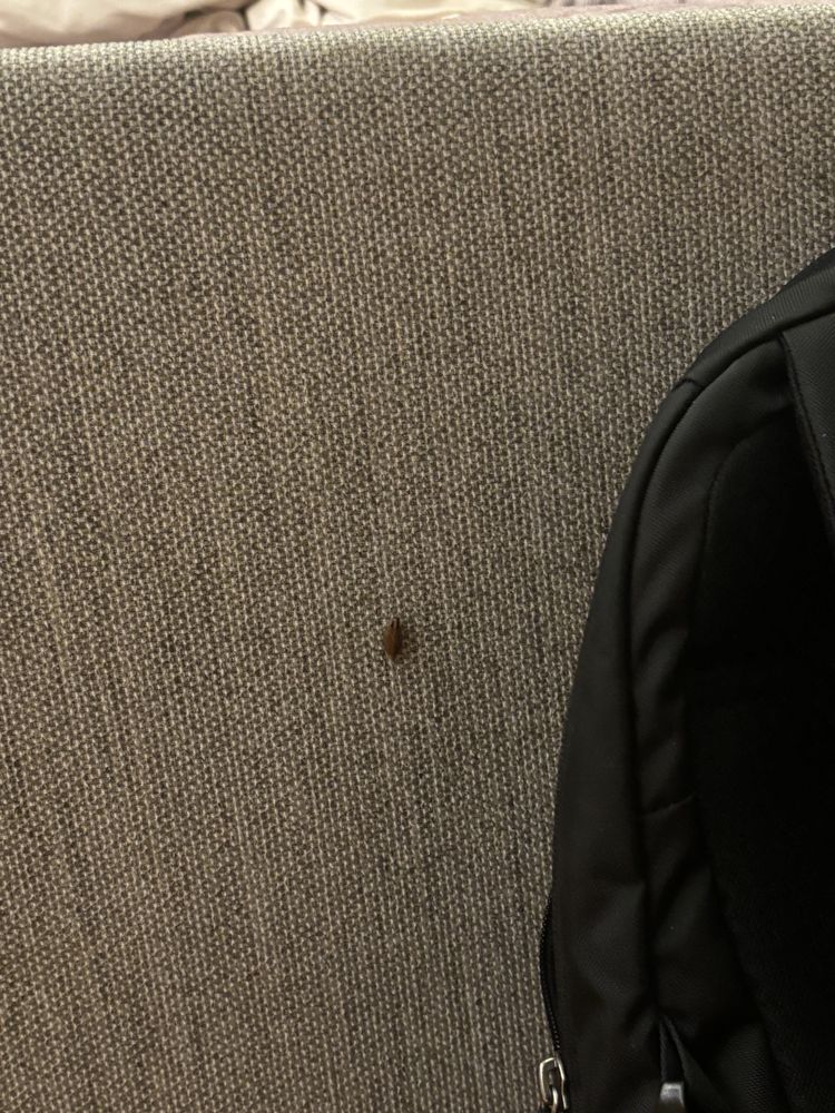 2221 SOUTH CLARK - Updated December 2025 - 20 Photos - 2221 S Clark St ...