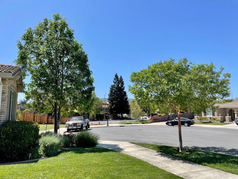 FIDEL’S TREE EXPERTS - Updated October 2025 - 185 Photos & 101 Reviews ...