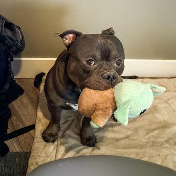 THE NOBLE DOGS - Updated May 2024 - 332 Photos & 150 Reviews - 1617 ...