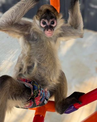 FUNKY MONKEY RANCH - Updated December 2025 - 57 Photos - 4965 Oak Grove ...