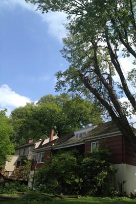 CLEAN CUT TREE & LANDSCAPE - Updated August 2025 - 16 Photos - 8612 ...