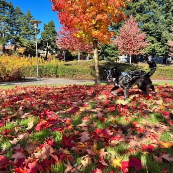 MEMORIAL PARK - Updated December 2025 - 73 Photos & 54 Reviews - 8100 ...