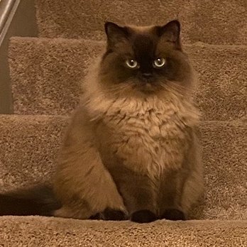 RUSTIC RAGDOLLS - Updated January 2026 - 10 Photos - Jefferson, Iowa ...