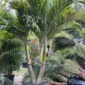 CHERRY LAKE TREE FARM - Updated May 2025 - 7836 Cherry Lake Rd ...