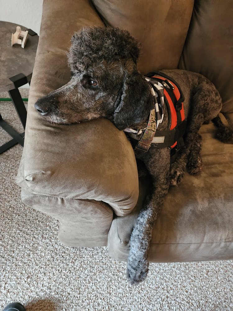 SHINY PAWS DOG WASH - Updated December 2025 - Spring Hill, Florida ...