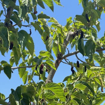 VERY MULBERRY - Updated May 2025 - 214 Photos & 41 Reviews - 501 ...