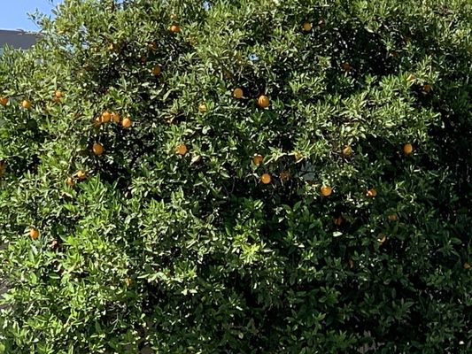 ORANGE PATCH TOO - 26 Photos & 34 Reviews - 3825 E McKellips Rd, Mesa ...