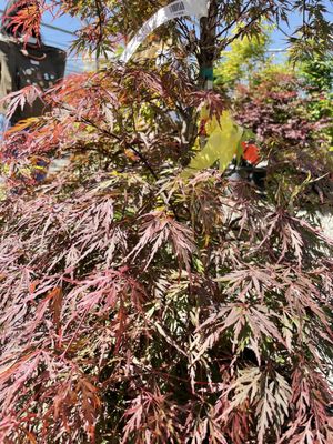 DEVIL MOUNTAIN WHOLESALE NURSERY - SAN RAMON - 58 Photos & 51 Reviews ...