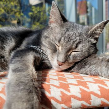 CATFE - Updated December 2025 - 466 Photos & 117 Reviews - 88 West ...