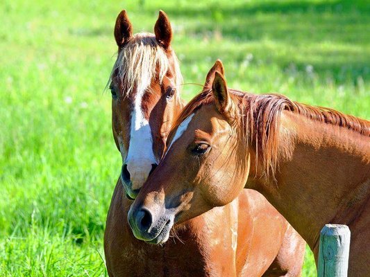 DEL’S TRIANGLE 3 RANCH - Updated October 2025 - 102 Photos & 92 Reviews ...